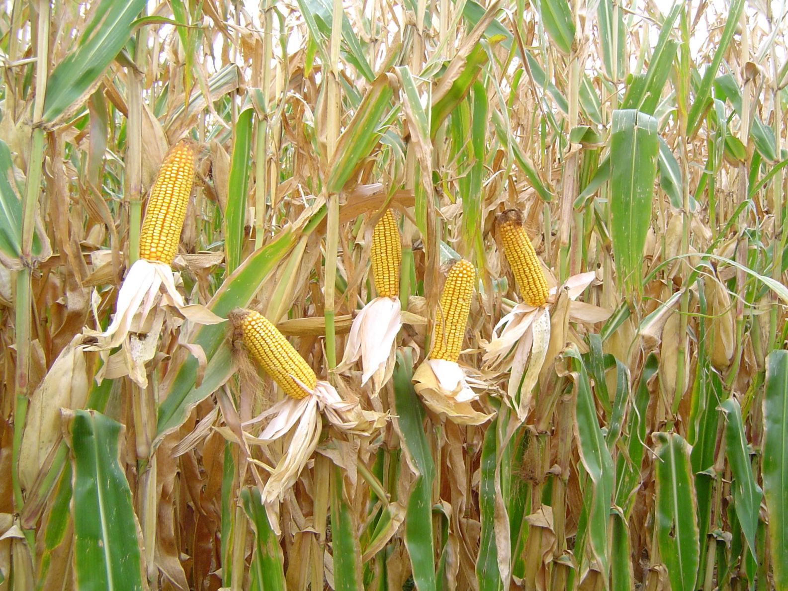 Maize lethal necrosis virus