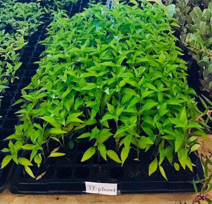 Pepper Plants