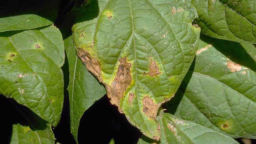 Blight Plant Disease