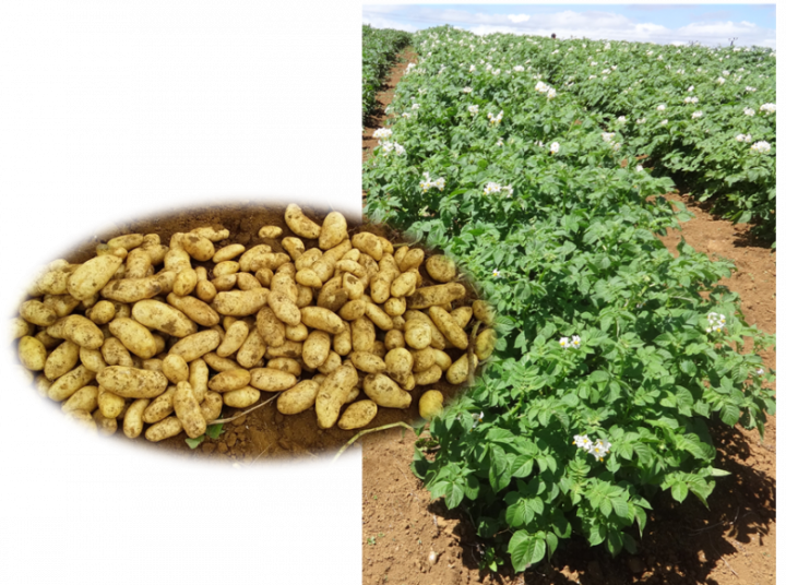 Vigora- Potato Variety