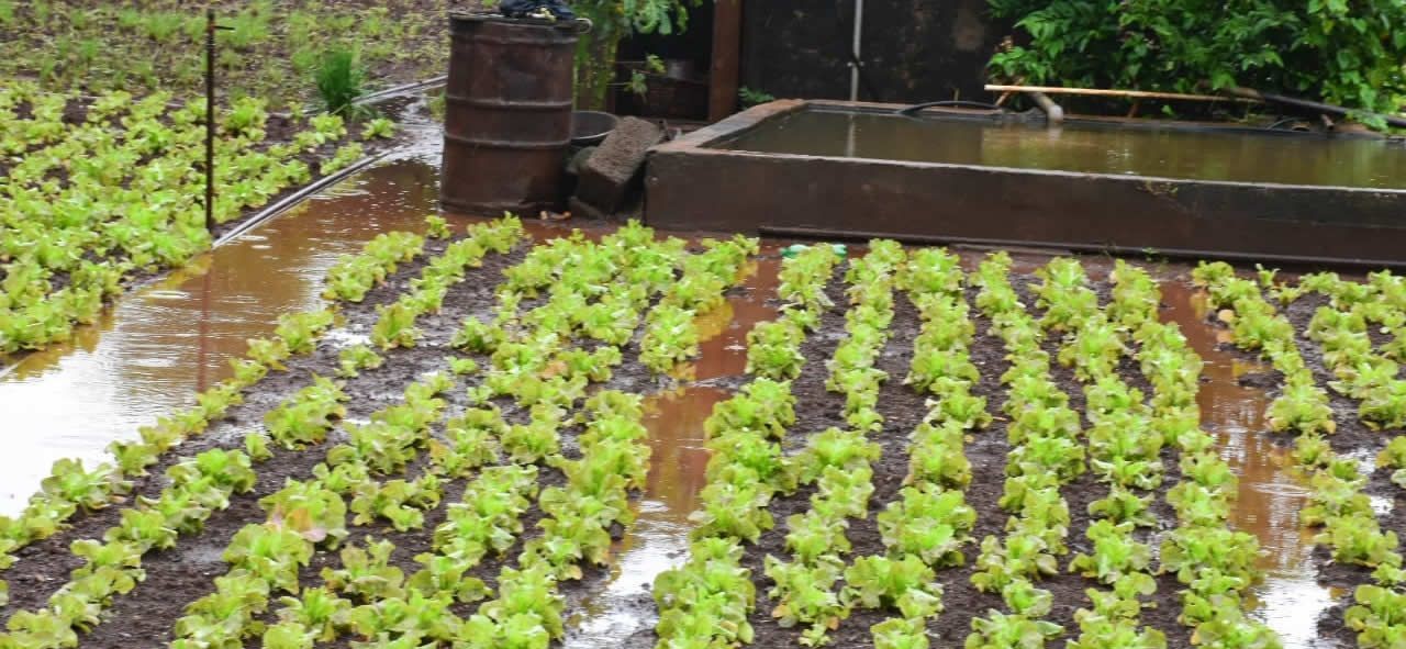 RAINS RUINED MORE THAN HALF OF VEGETABLE PLANTATIONS.