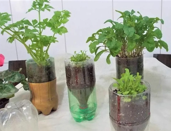 Planting in plastic bottles - Agromoris