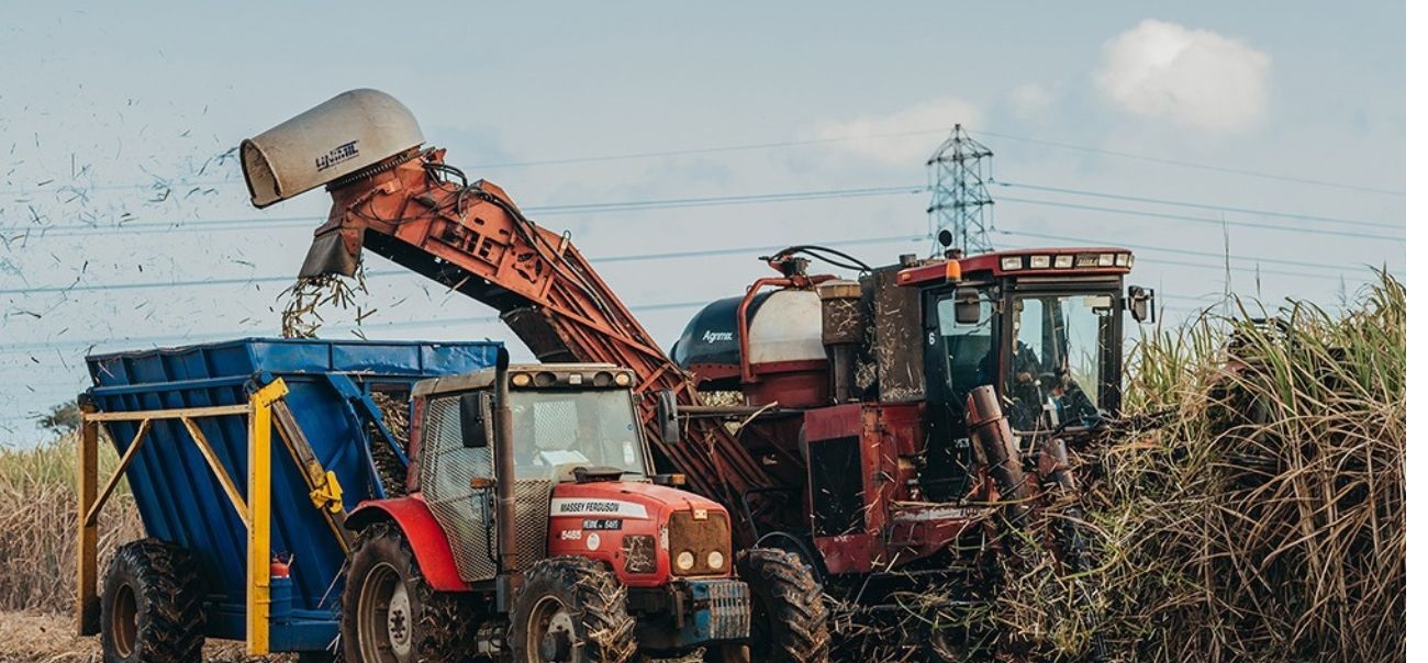 Sugarcane Harvest 2023-2024 - Agromoris