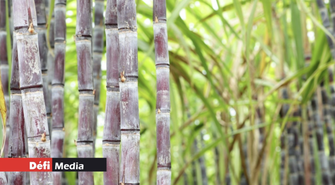 The revised sugar production outlook - Agromoris