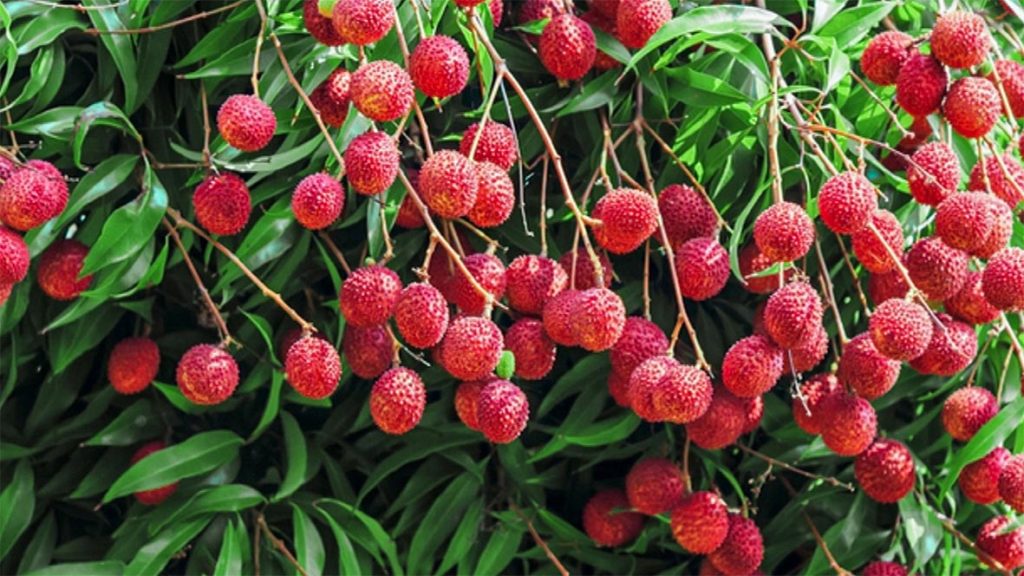 Revitalizing Litchi Trees: A Post-Harvest Guide - Agromoris