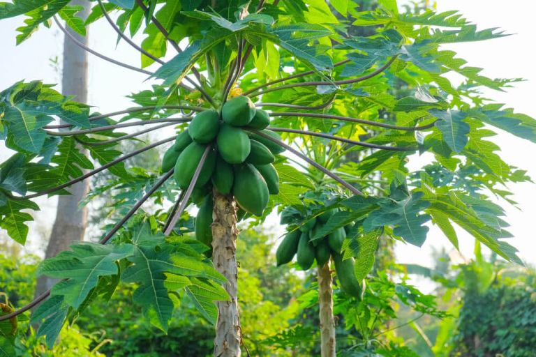 Papaya Cultivation: A Seed-to-Tree Guide - Agromoris