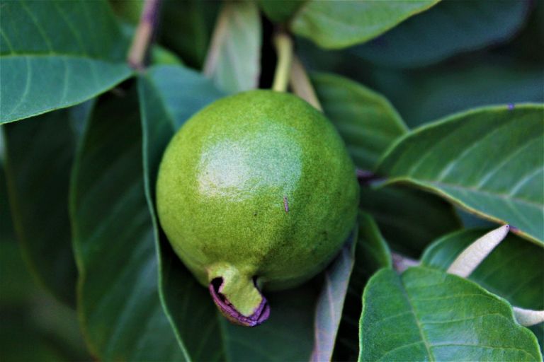 Guava Cultivation: A Comprehensive Guide - Agromoris
