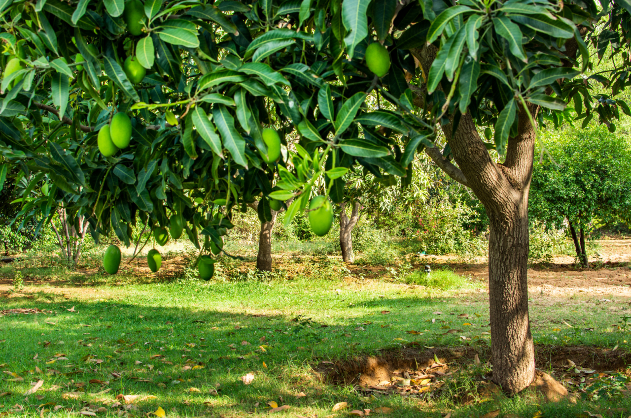 Climate and Soil Requirements for Mango Farming